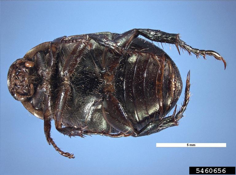 small July beetle (Anomala dubia)