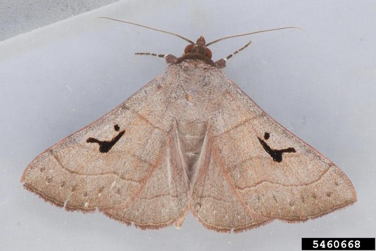 Noctuid moth (Panopoda carneicosta)