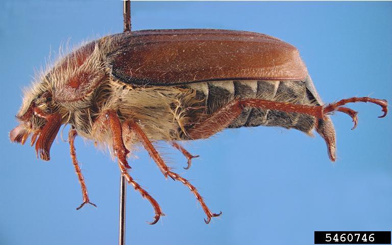 forest cockchafer (Melolontha hippocastani Fabricius, 1801)