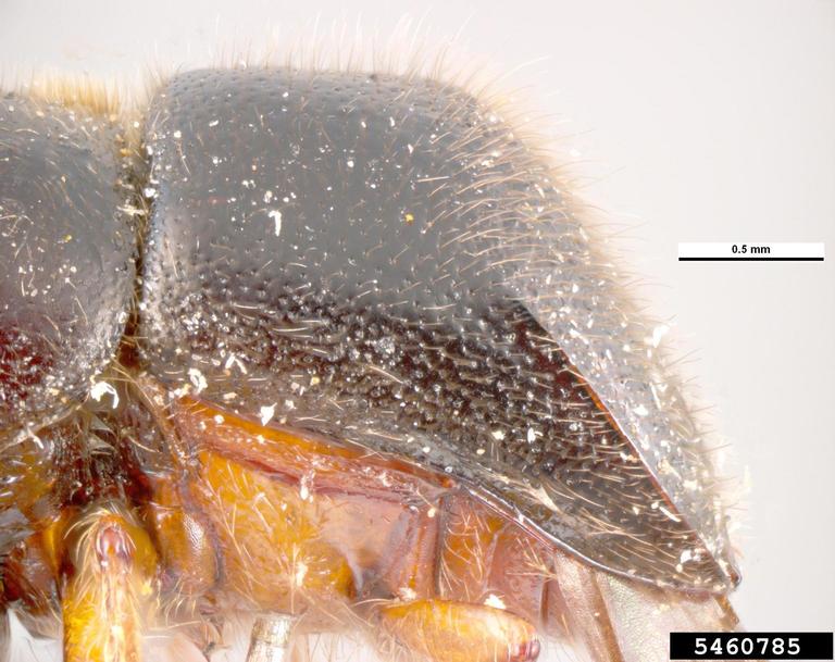 camphor shot borer (Cnestus mutilatus (Blandford, 1894))
