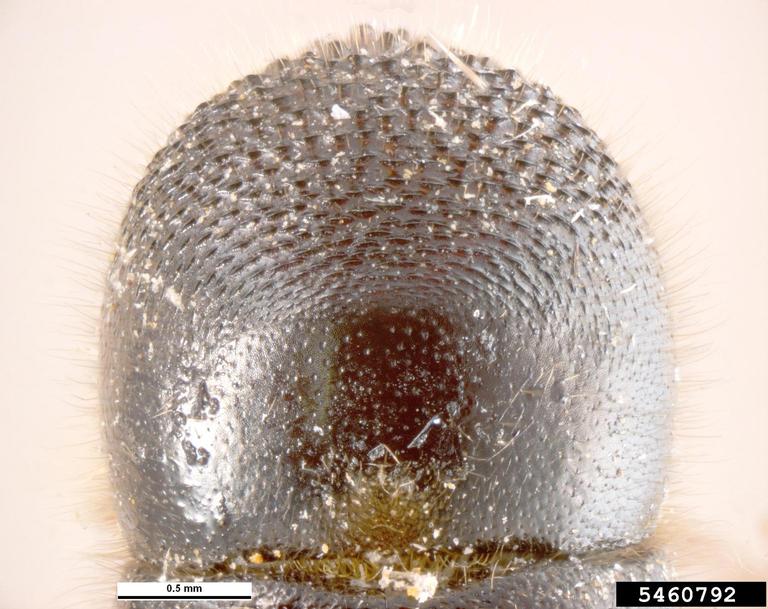 camphor shot borer (Cnestus mutilatus)