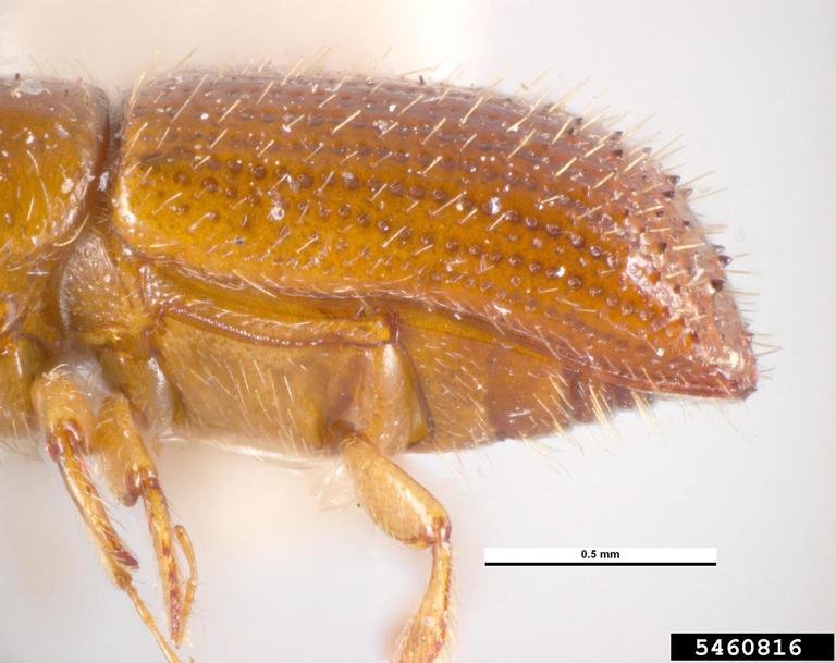 ambrosia beetle (Xyleborus volvulus (Fabricius, 1775))