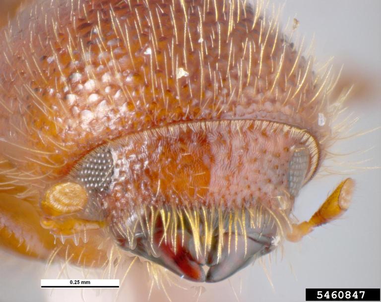 ambrosia beetle (Xyleborus monographus (Fabricius, 1792))