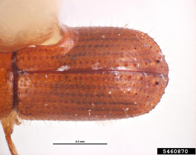 ambrosia beetle (Xyleborus similis Ferrari, 1867)
