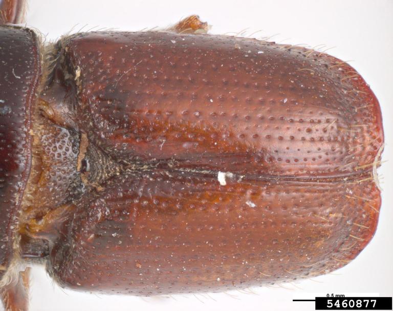 middle elm tree split bark beetle (Scolytus laevis)