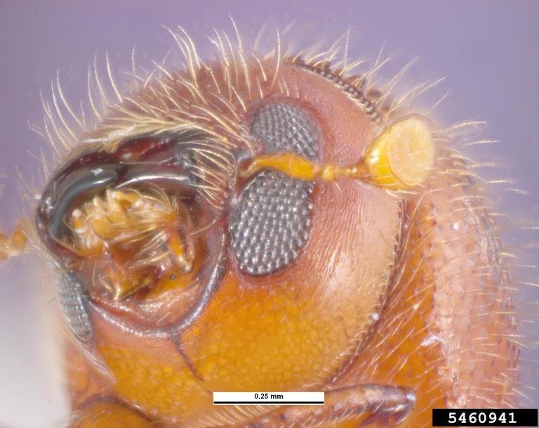 granulate ambrosia beetle (Xylosandrus crassiusculus (Motschulsky, 1866))