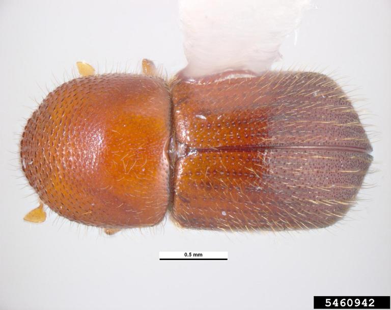 granulate ambrosia beetle (Xylosandrus crassiusculus (Motschulsky, 1866))