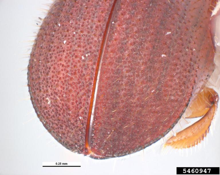 granulate ambrosia beetle (Xylosandrus crassiusculus (Motschulsky, 1866))