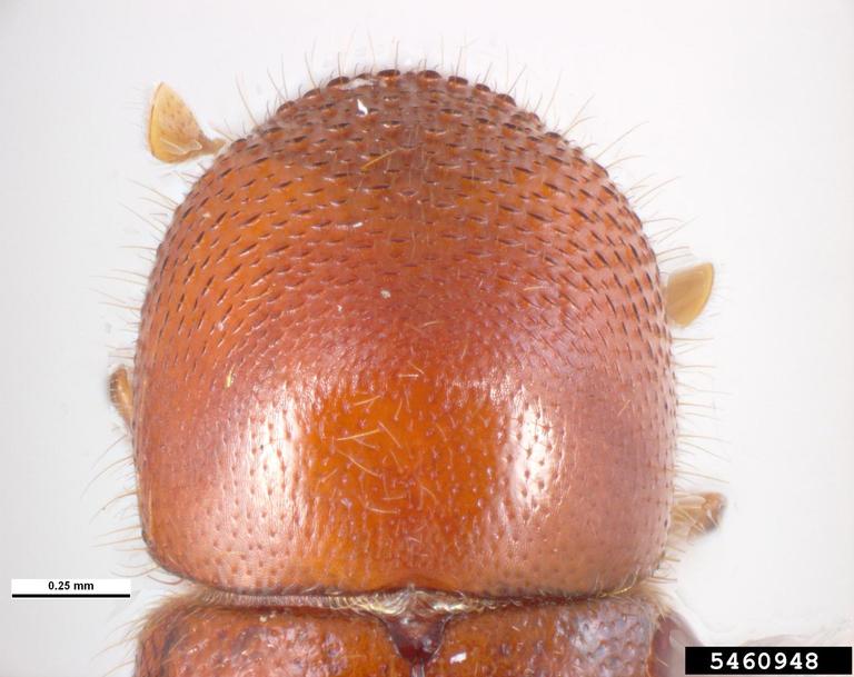 granulate ambrosia beetle (Xylosandrus crassiusculus (Motschulsky, 1866))