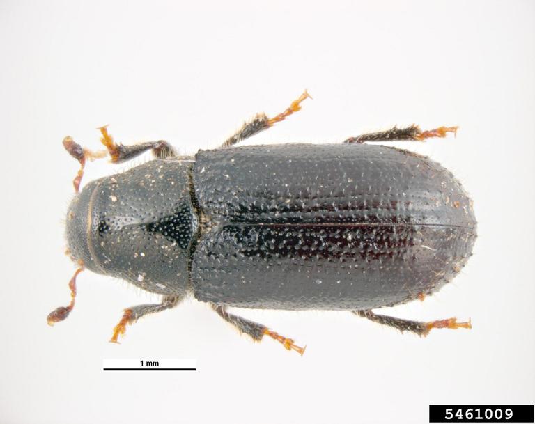 common pine shoot beetle, larger pine shoot beetle (Tomicus piniperda ...