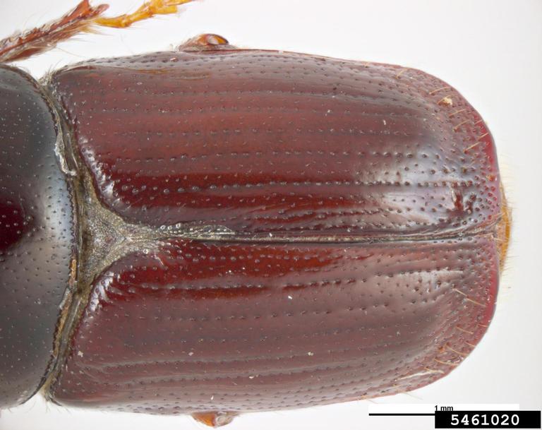 large elm beetle (Scolytus scolytus)