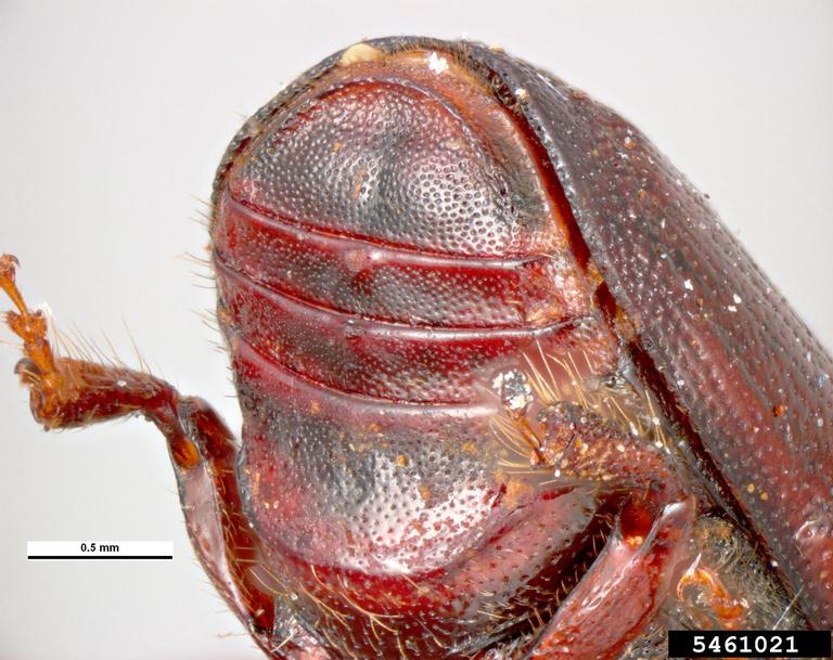 large elm beetle (Scolytus scolytus)