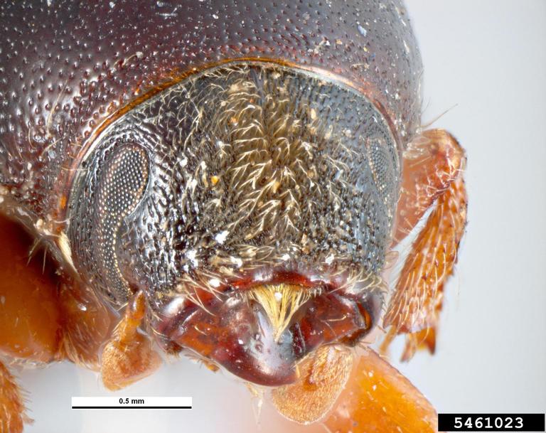 large elm beetle (Scolytus scolytus)