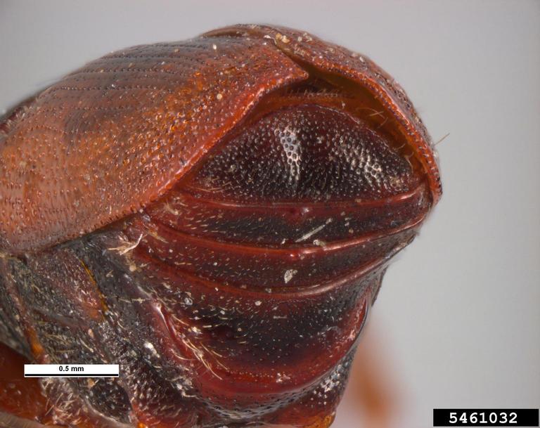 large elm beetle (Scolytus scolytus (Fabricius, 1775))