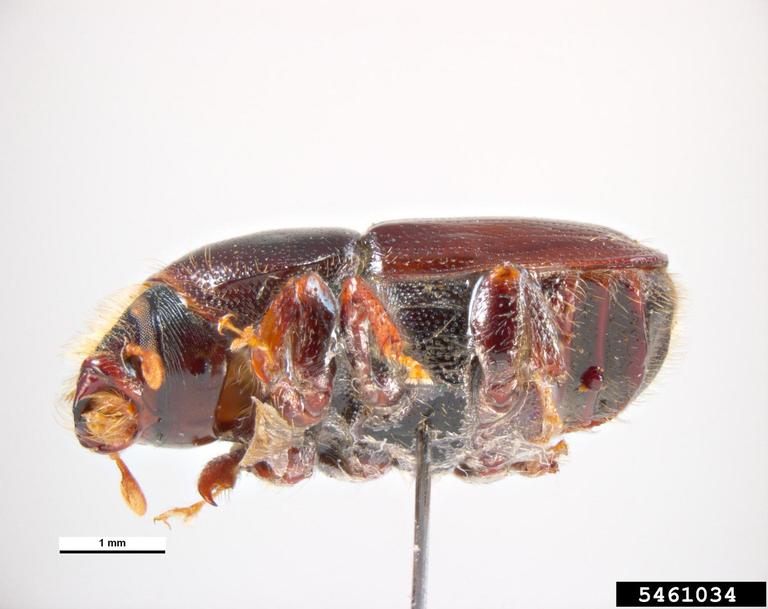 large elm beetle (Scolytus scolytus (Fabricius, 1775))