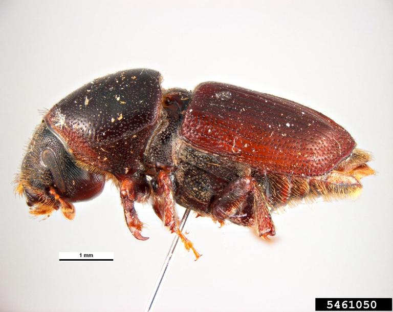 birch bark beetle (Scolytus ratzeburgi Janson, 1856)