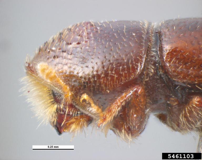 bark beetle (Pityophthorus lichtensteinii (Ratzeburg, 1837))