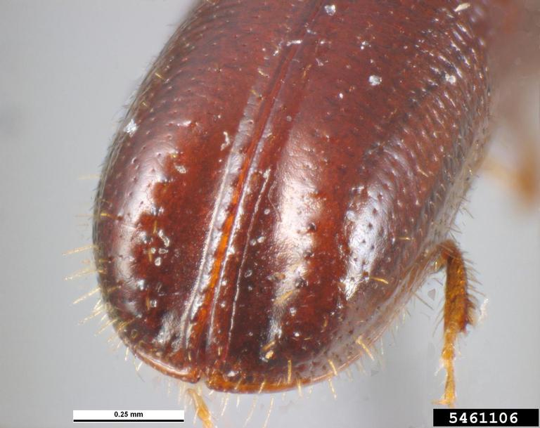 bark beetle (Pityophthorus lichtensteinii (Ratzeburg, 1837))