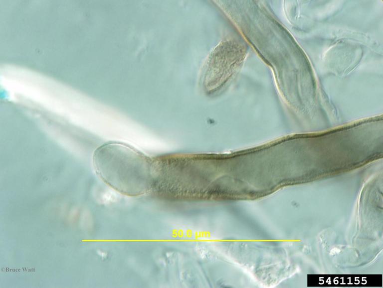 Heterosporium leaf spot on iris (Cladosporium iridis)