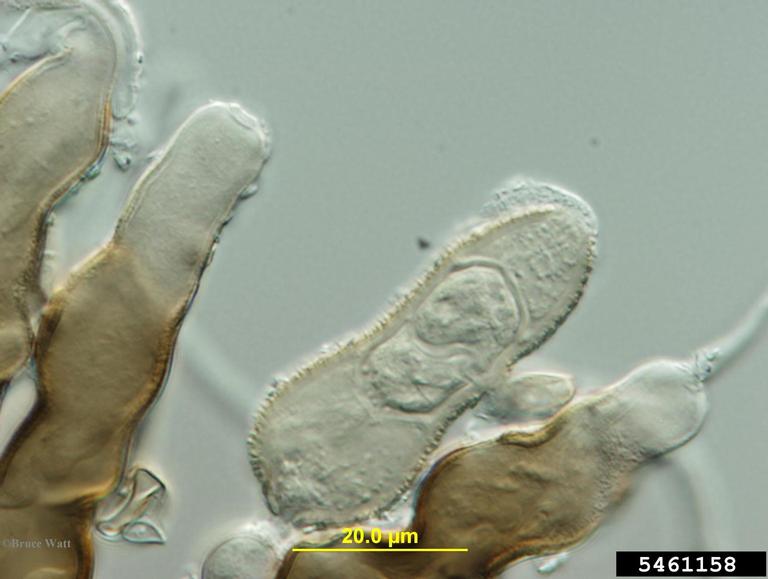 Heterosporium leaf spot on iris (Cladosporium iridis)