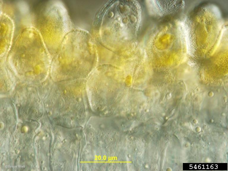 rust (Uromyces ari-triphylli)