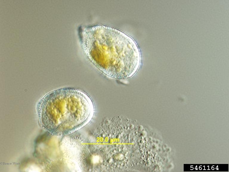 rust (Uromyces ari-triphylli)