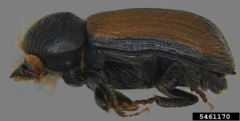 European hardwood ambrosia beetle (Trypodendron domesticum (Linnaeus ...