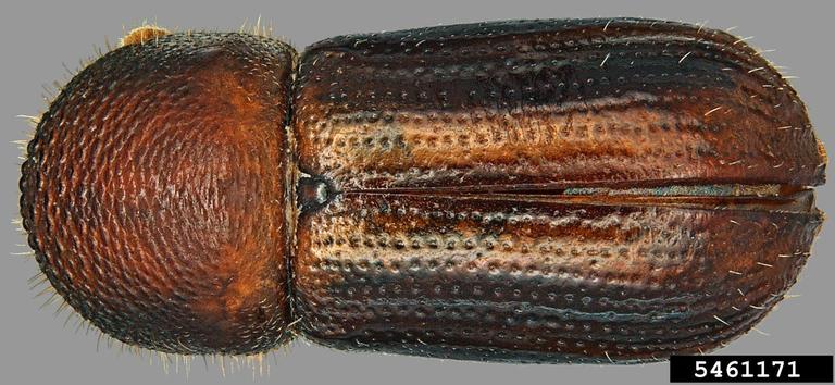 striped ambrosia beetle (Trypodendron lineatum)