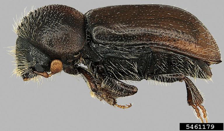 ambrosia beetle (Trypodendron rufitarsis (Kirby, 1837))