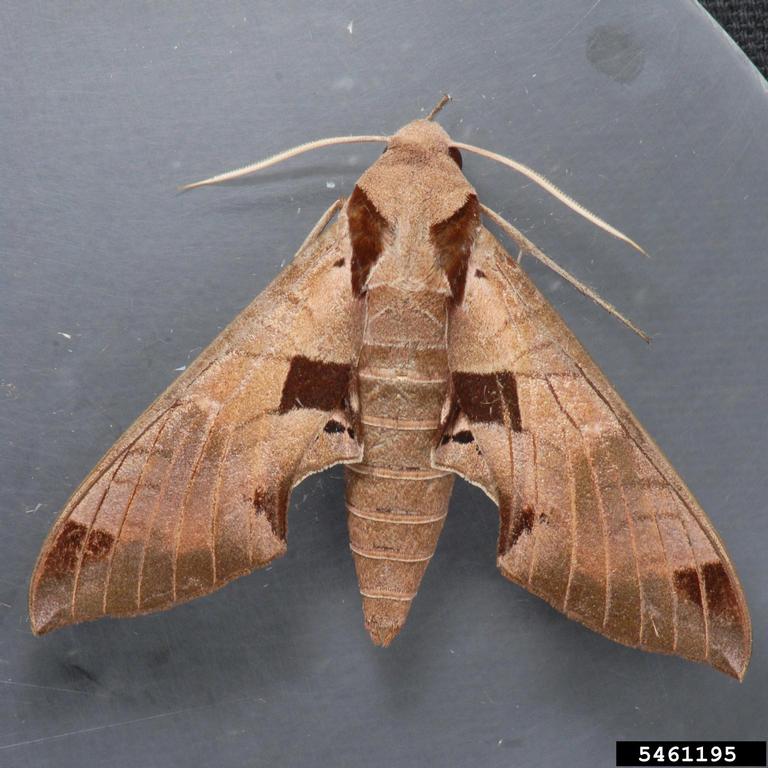 achemon sphinx (Eumorpha achemon (Drury))