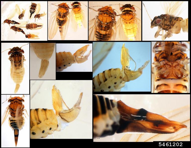 Tristania Psyllid (Ctenarytaina longicauda Taylor, 1987)
