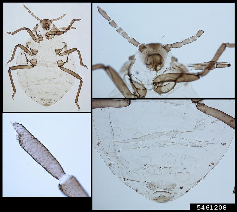 gall aphids (Genus Pemphigus)
