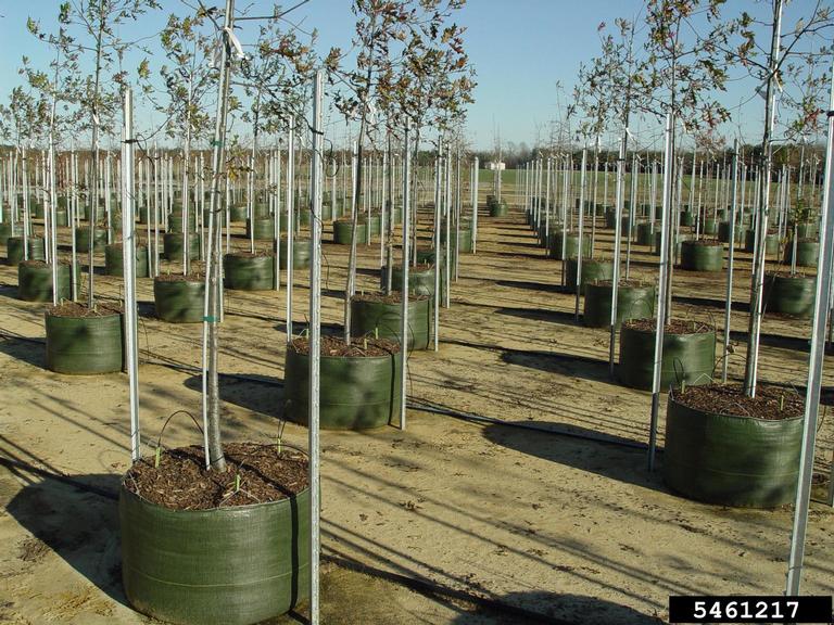 oak (Genus Quercus L.)