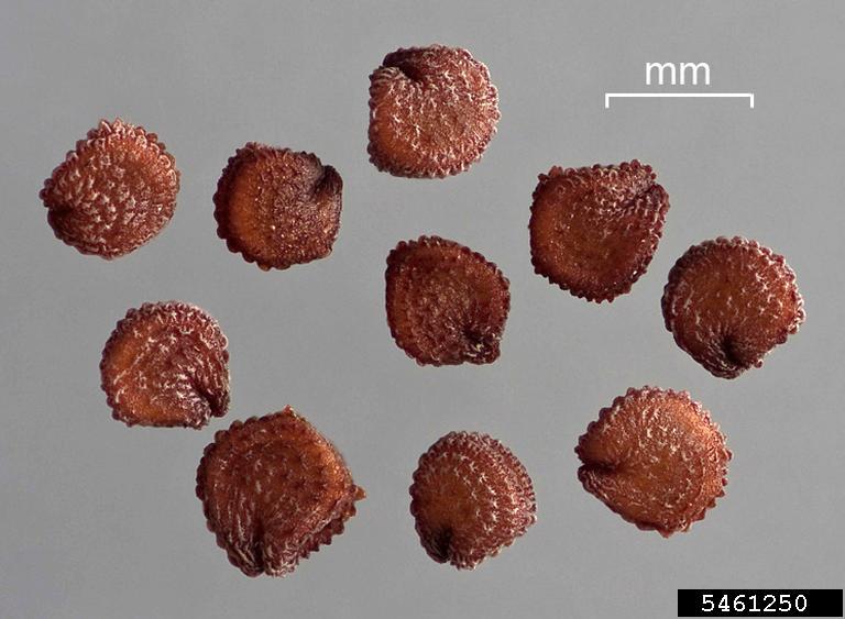 common chickweed (Stellaria media (L.) Vill.)