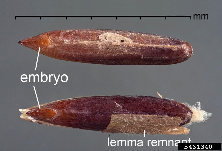 Australian chess (Bromus arenarius Labill.)