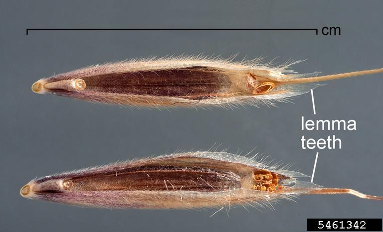 Australian chess (Bromus arenarius Labill.)