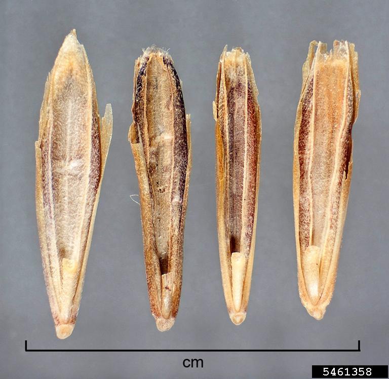 smooth brome (Bromus inermis ssp. inermis Leyss.)