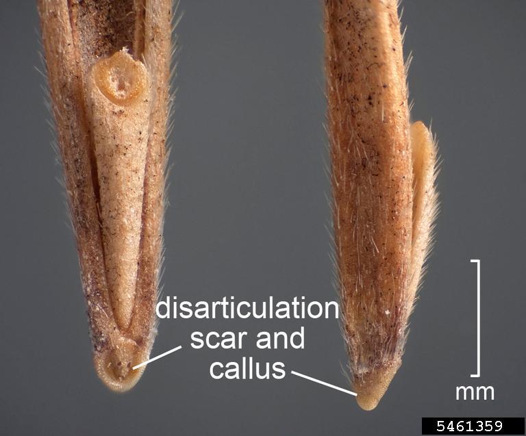 foxtail brome (Bromus madritensis)