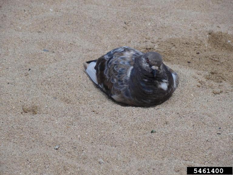 rock pigeon (Columba livia J F. Gmelin, 1789)