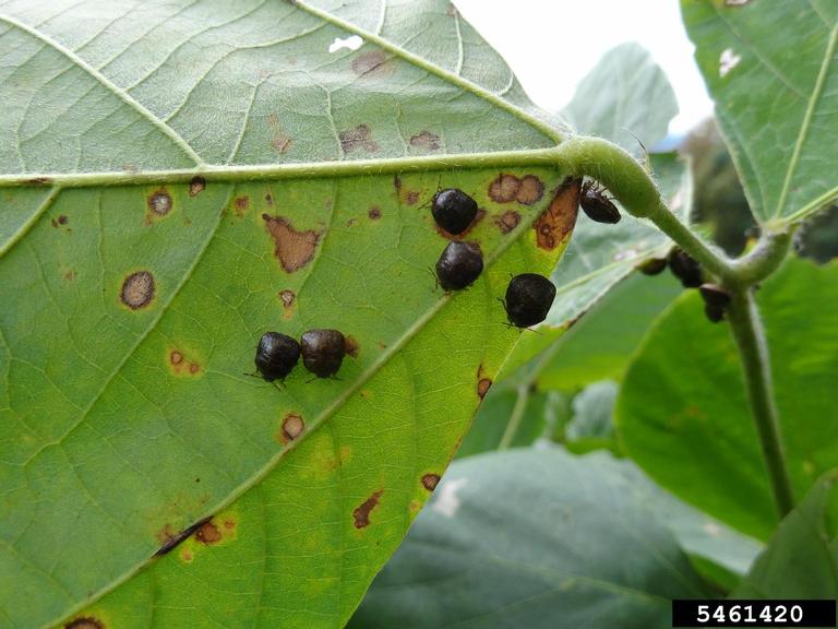 kudzu bug (Megacopta cribraria (Fabricius))