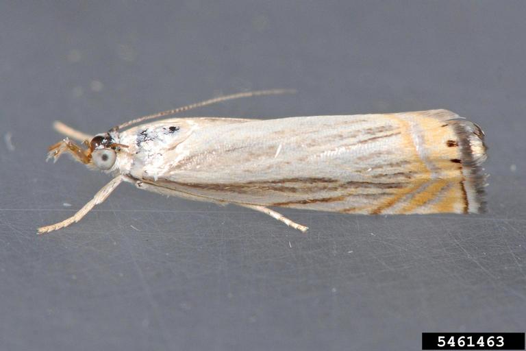 cranberry girdler (Chrysoteuchia topiaria)