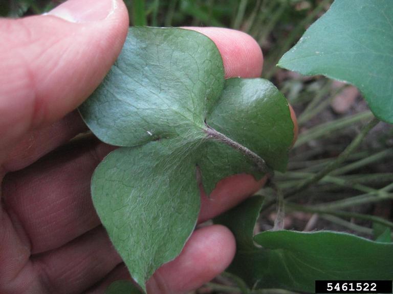 sharp-lobed hepatica (Hepatica nobilis var. acuta (Pursh) Steyerm.)