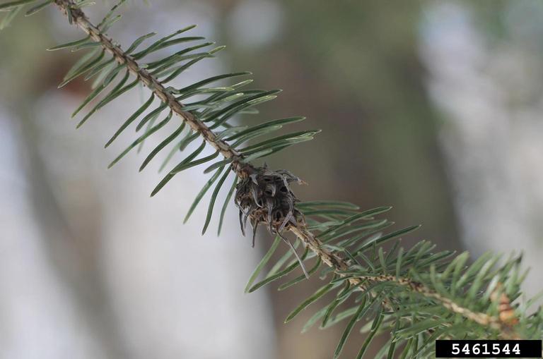 eastern spruce gall adelgid (Adelges abietis)