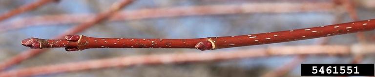 red maple, Acer rubrum (Sapindales: Sapindaceae) - 5461551