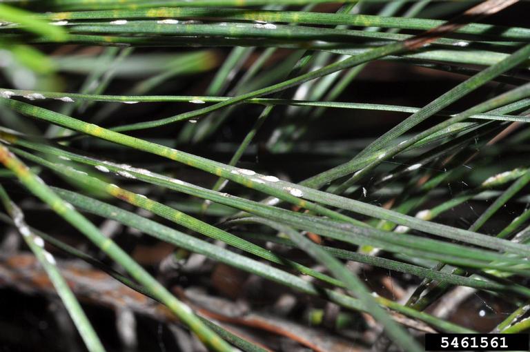 armored scales (Genus Leucaspis)