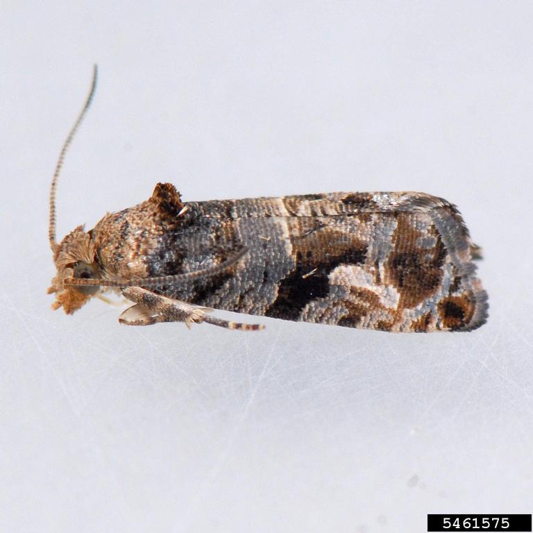 grape berry moth, Paralobesia viteana (Lepidoptera: Tortricidae) - 5461575