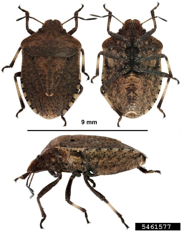 shield bug (Genus Dictyotus)