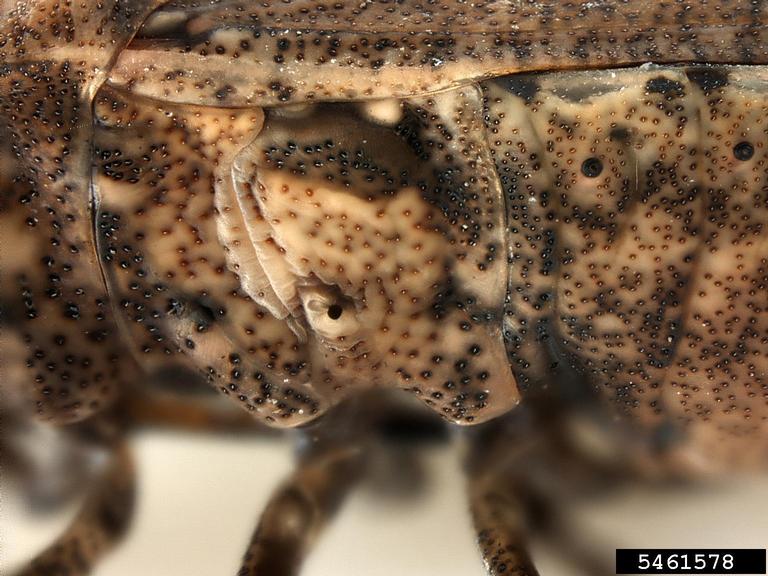 shield bug (Genus Dictyotus)