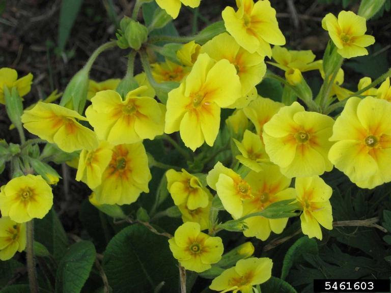primrose (Genus Primula)
