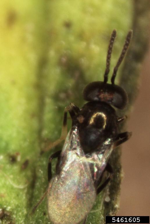biological control (general)